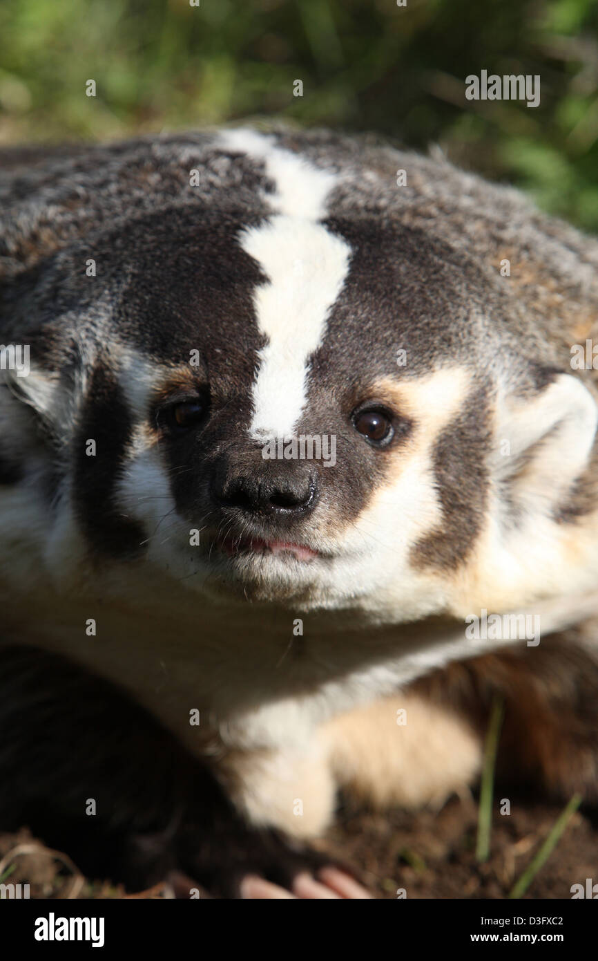 American badger digging hi-res stock photography and images - Alamy
