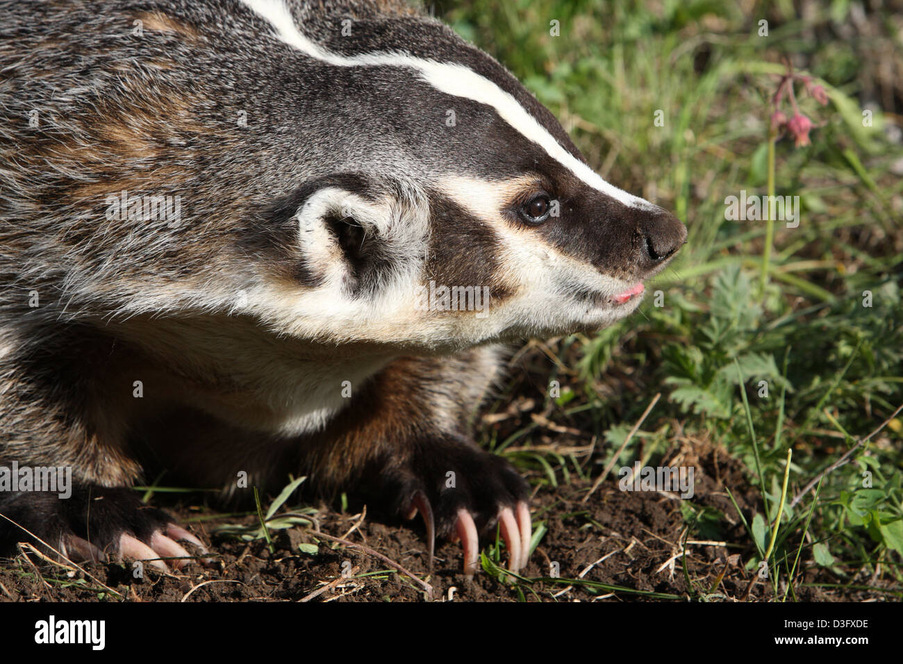American badger digging hi-res stock photography and images - Alamy