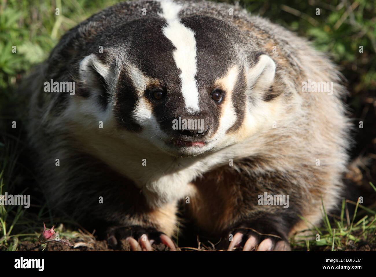 American badger digging hi-res stock photography and images - Alamy