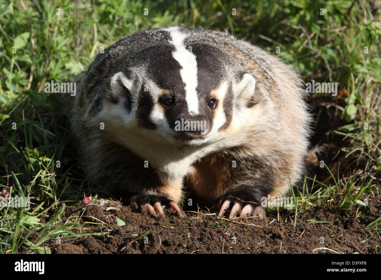American badger digging hi-res stock photography and images - Alamy
