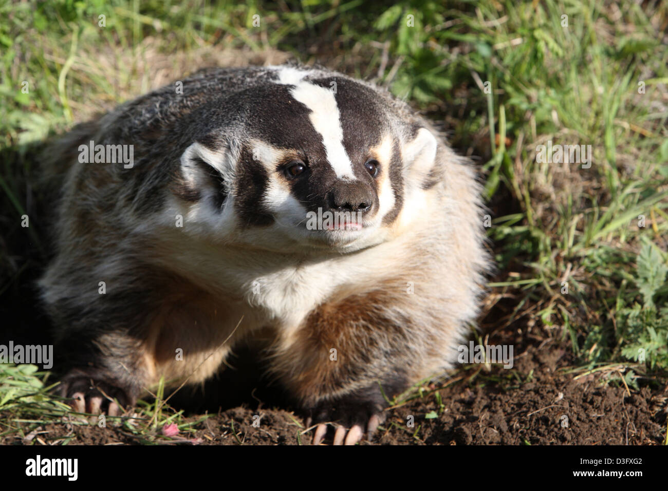 American badger digging hi-res stock photography and images - Alamy