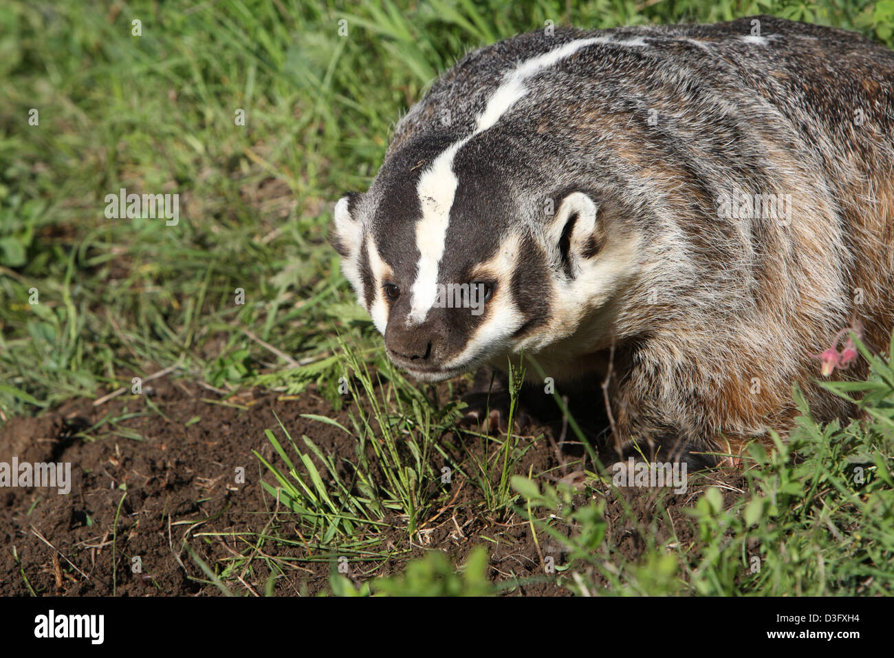 American badger digging hi-res stock photography and images - Alamy