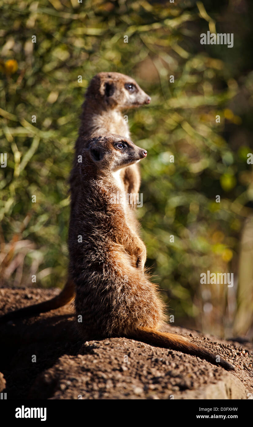 Meerkats Edinburgh Zoo Scotland UK Stock Photo - Alamy