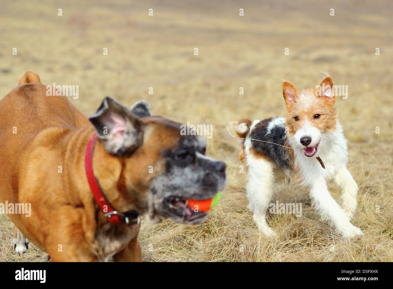 Puppy playing boxer hi-res stock photography and images - Alamy