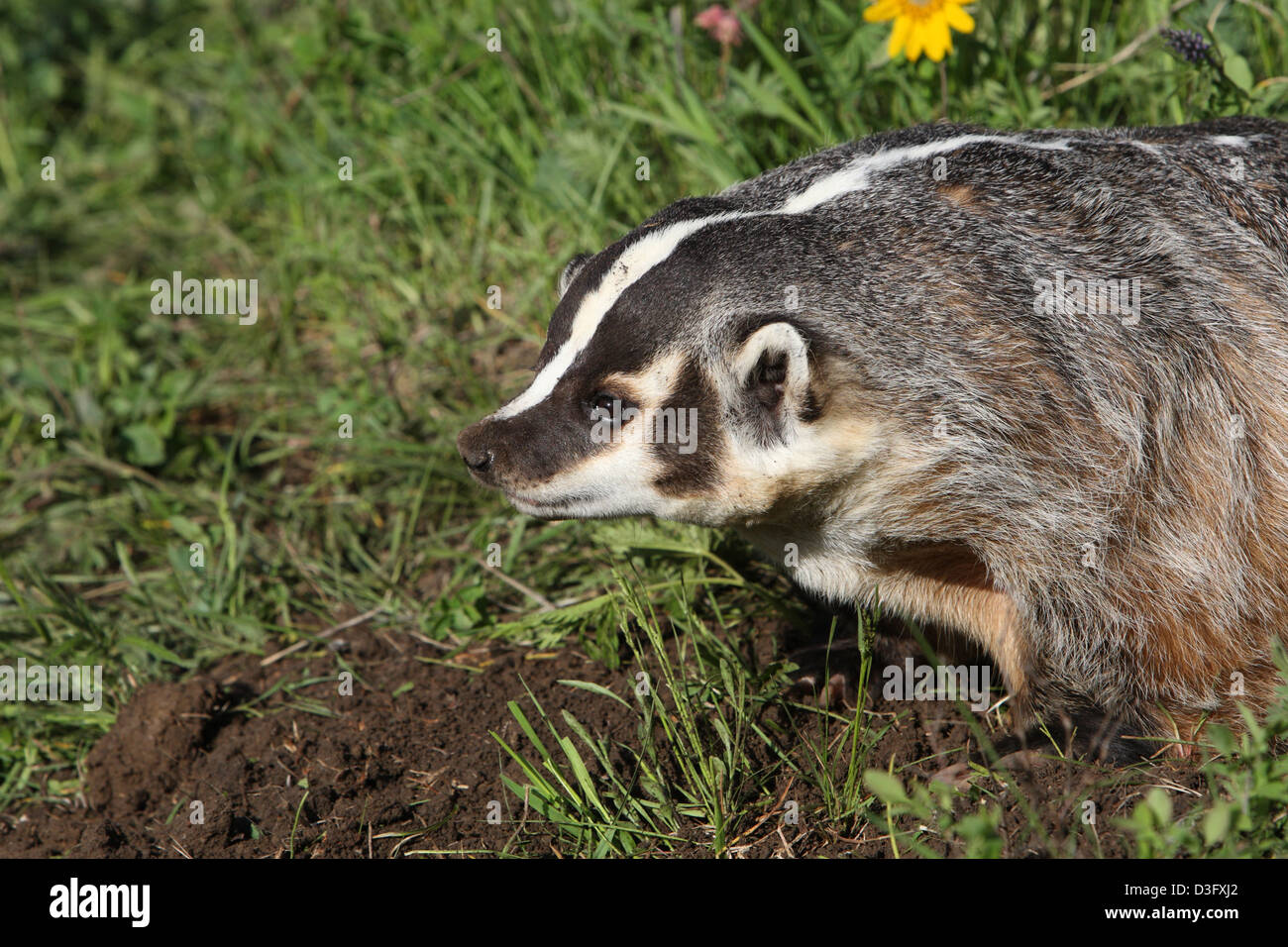 American badger digging hi-res stock photography and images - Alamy