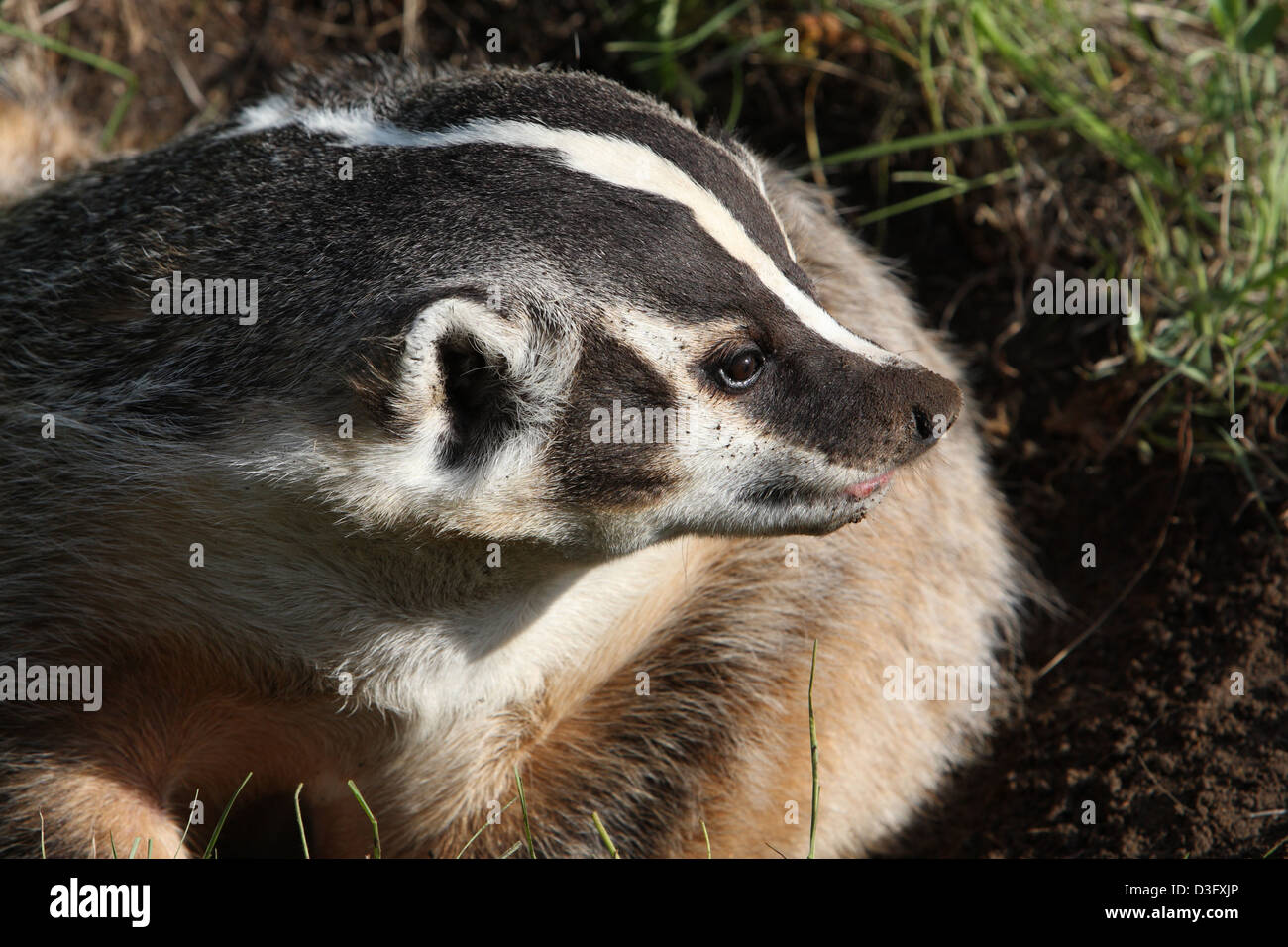 American badger digging hi-res stock photography and images - Alamy