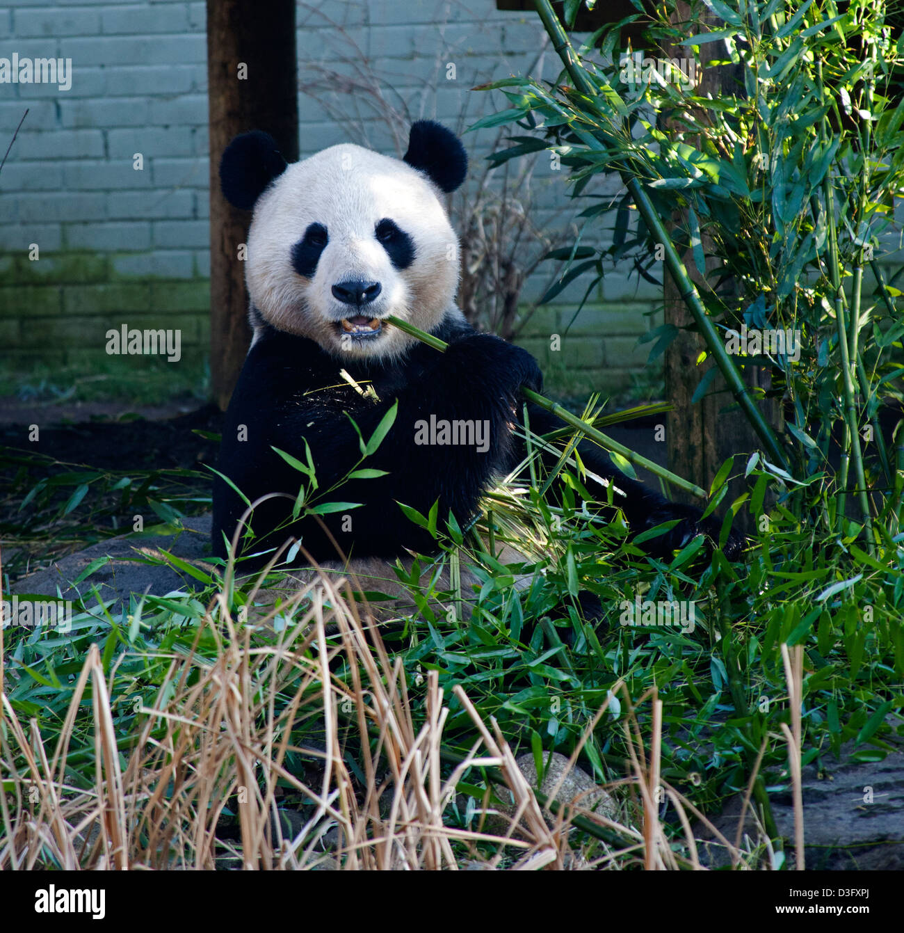 Yang Guang giant Panda Edinburgh Zoo Scotland UK Stock Photo - Alamy