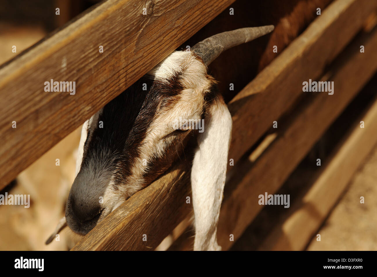 goat in farm Stock Photo - Alamy