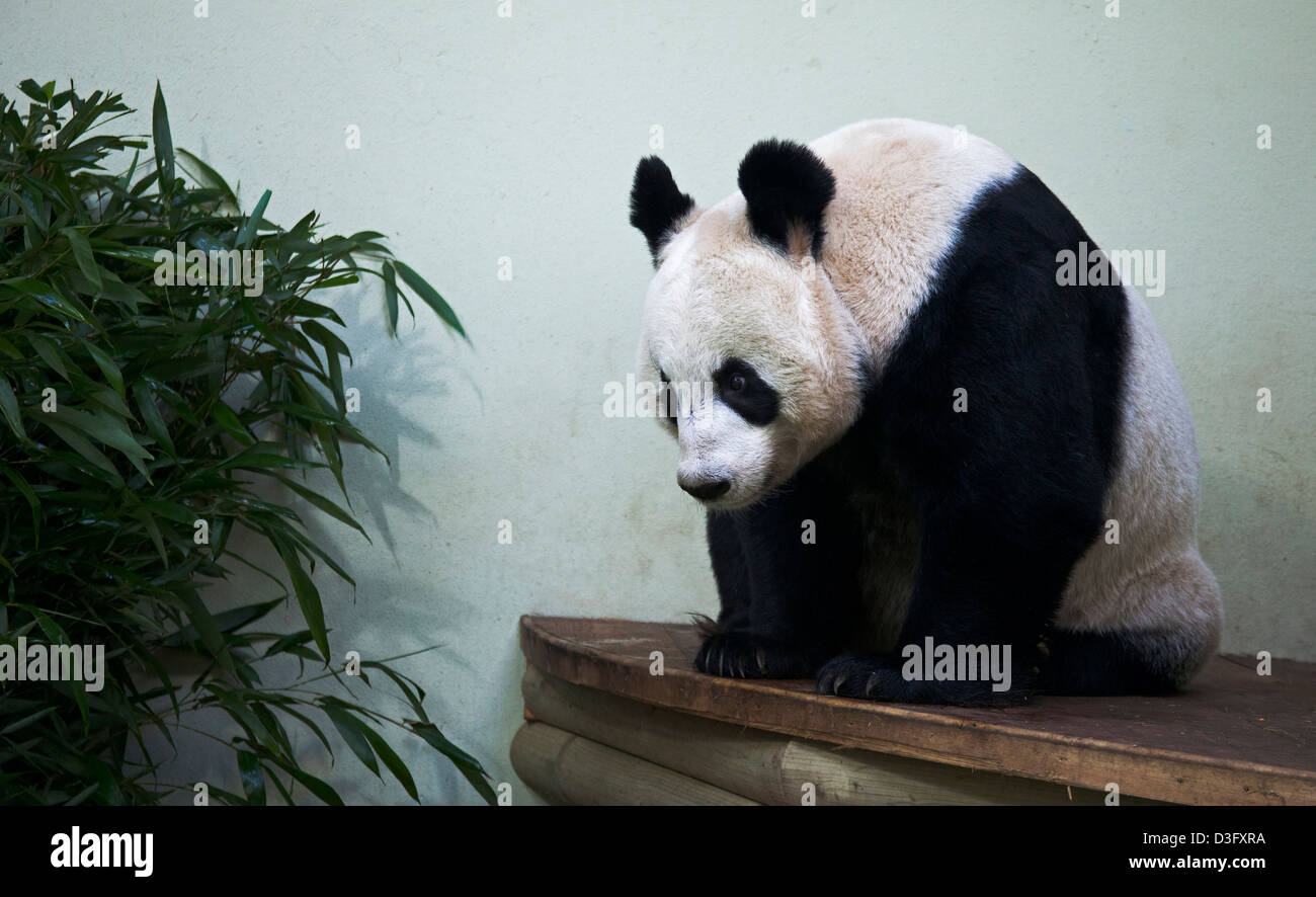 Tian Tian giant Panda Edinburgh Zoo Scotland UK Stock Photo - Alamy