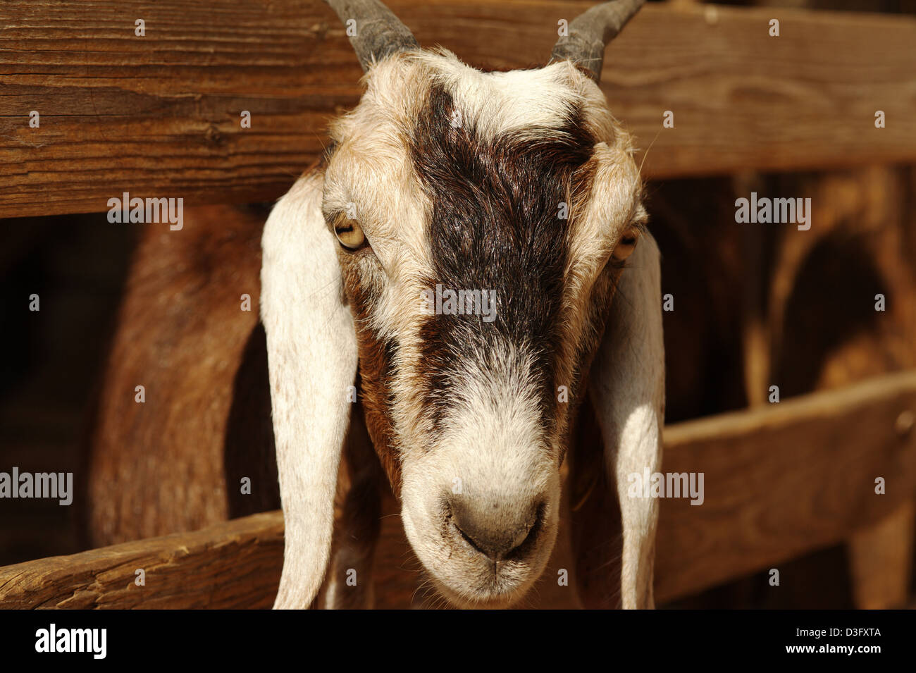 goat in farm Stock Photo - Alamy