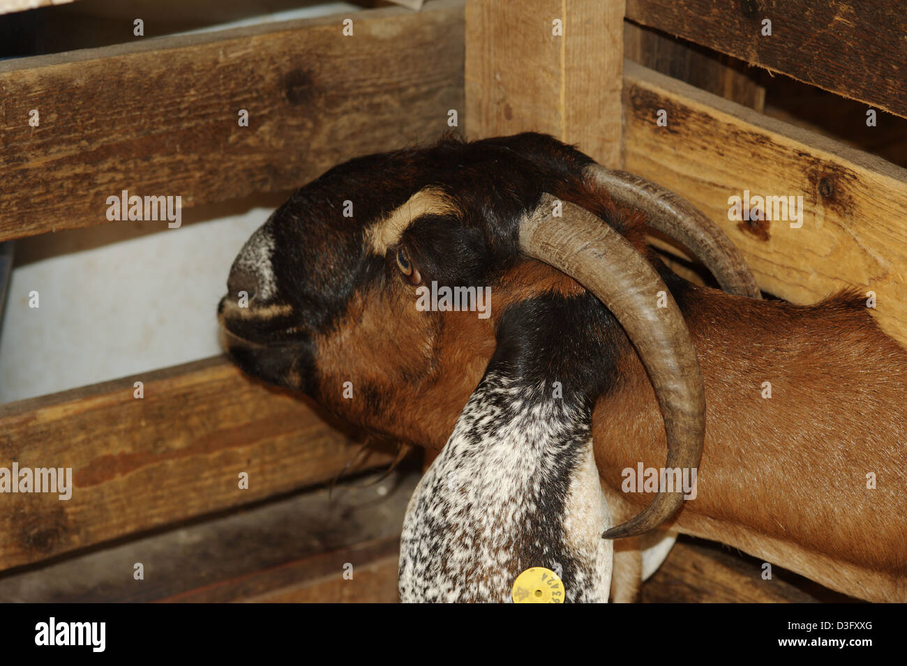 goat in farm Stock Photo - Alamy