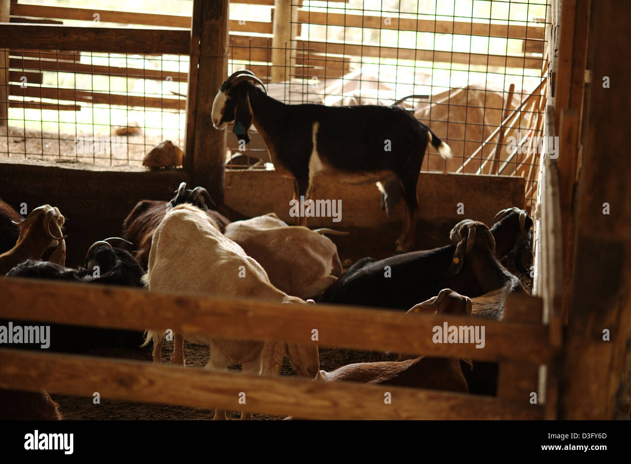 goats in farm Stock Photo - Alamy
