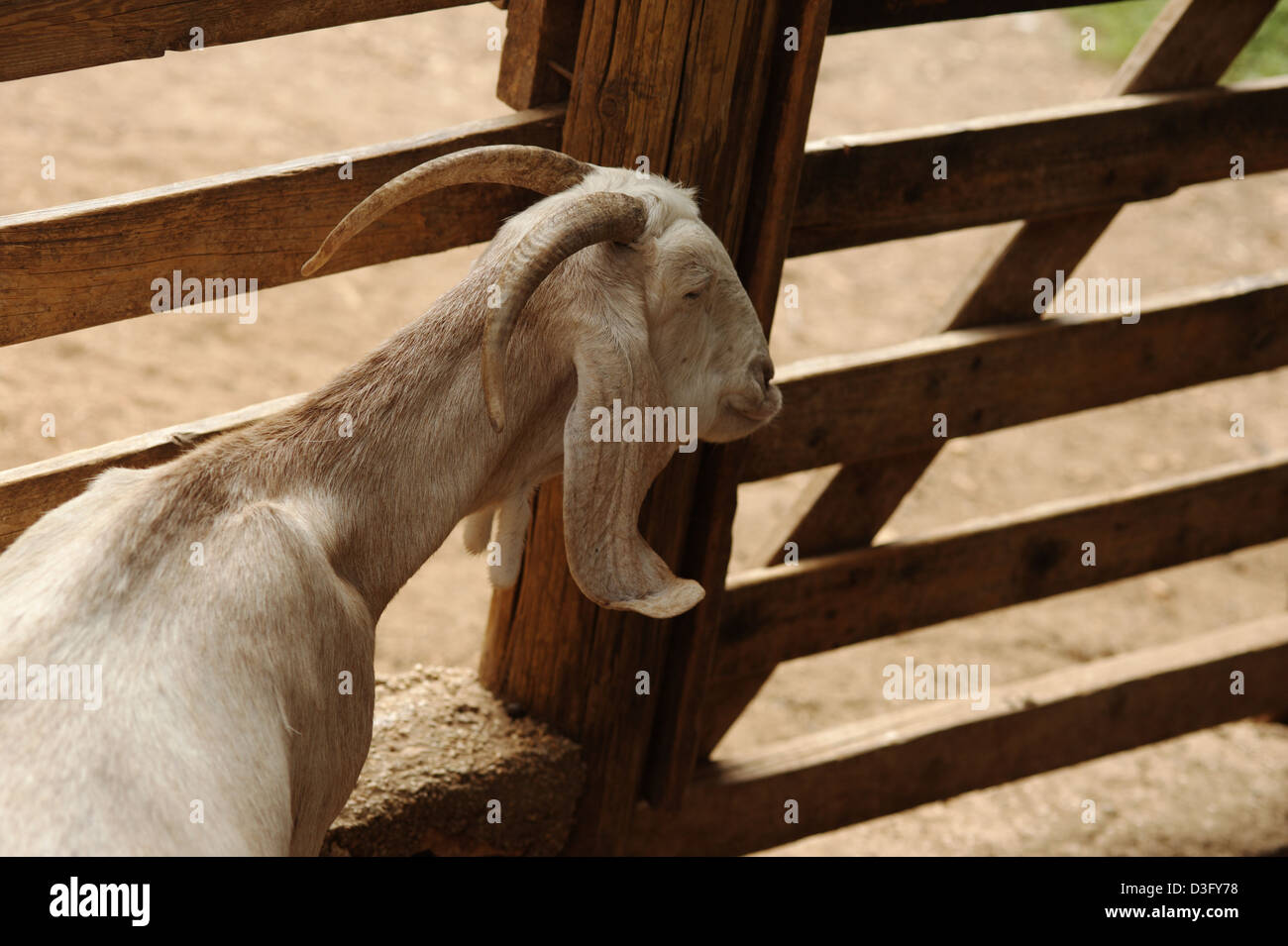 goats in farm Stock Photo - Alamy