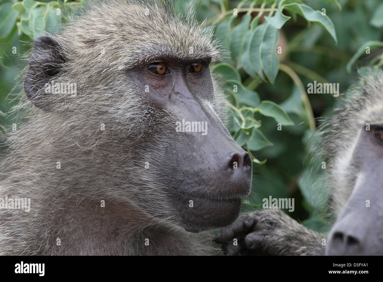 Baboon snout hi-res stock photography and images - Alamy