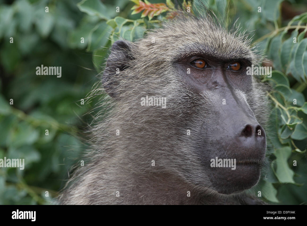 Monkey hierarchy hi-res stock photography and images - Alamy