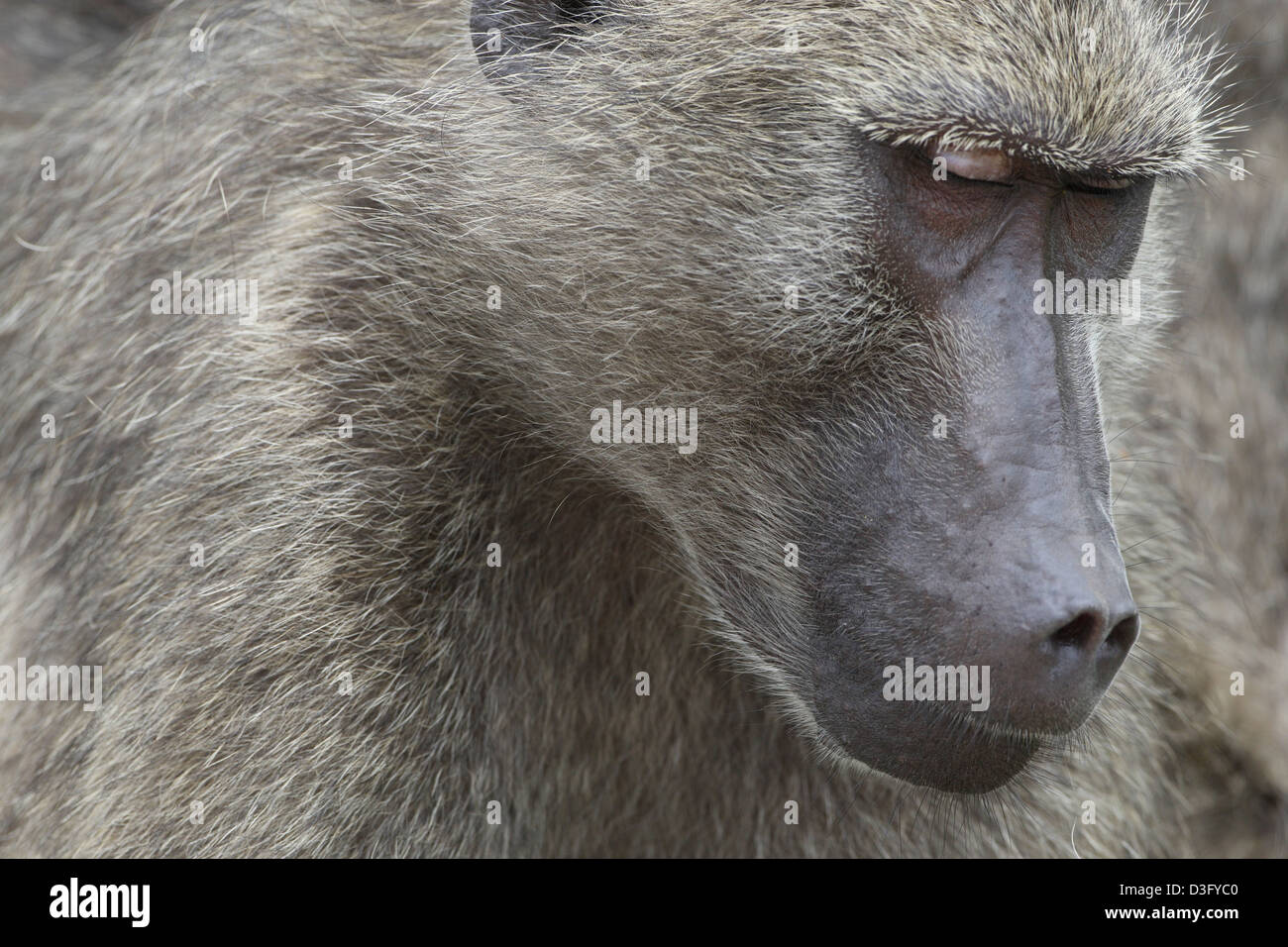 Feeding hierarchy hi-res stock photography and images - Alamy