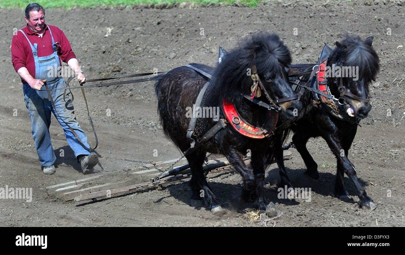 (dpa) - A farmer ploughs a field with the ponies Bonnie and Susen, near ...