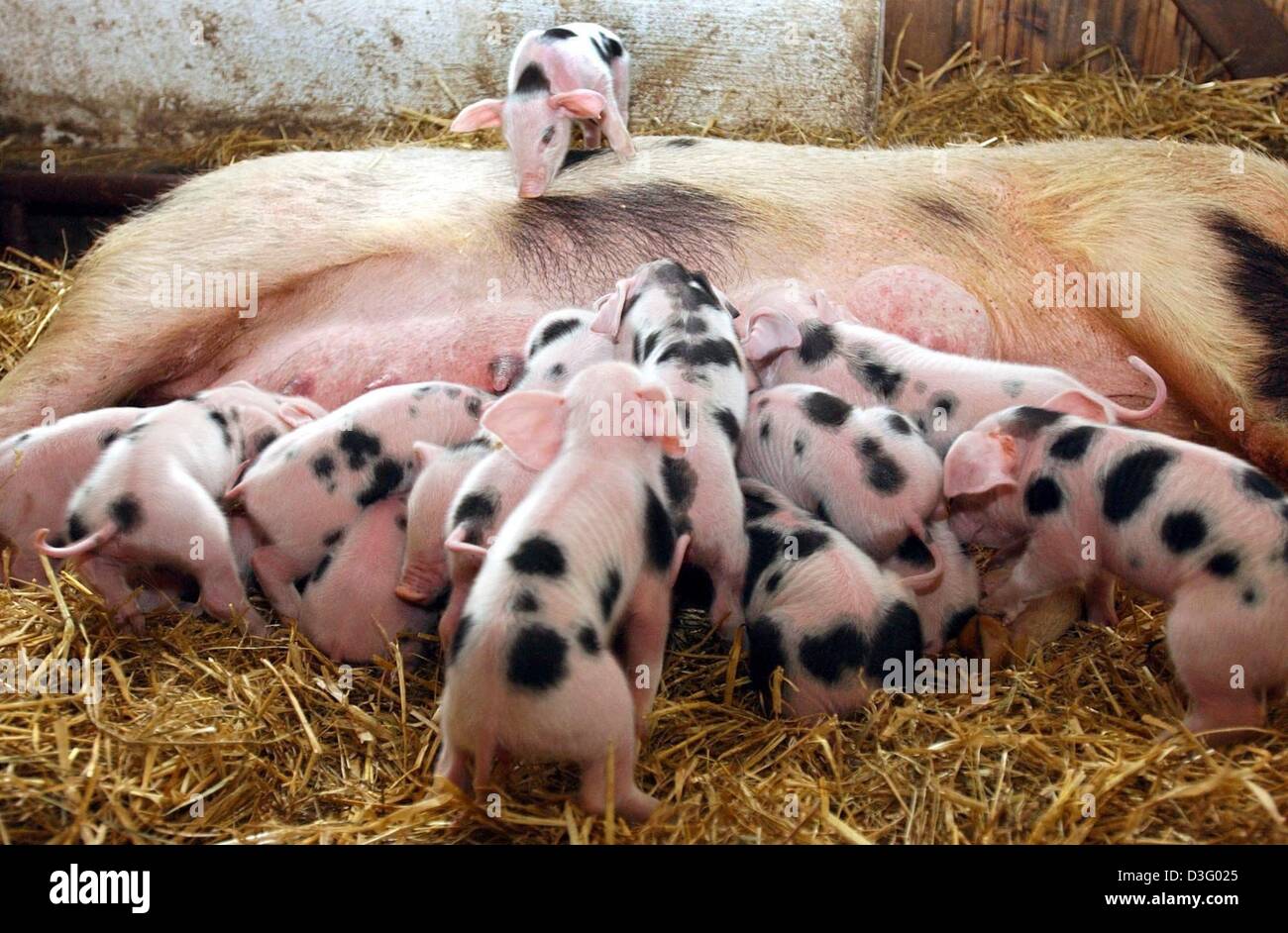 (dpa) - Sow Agathe, a hog of the German pig race Bunte Bentheimer ...