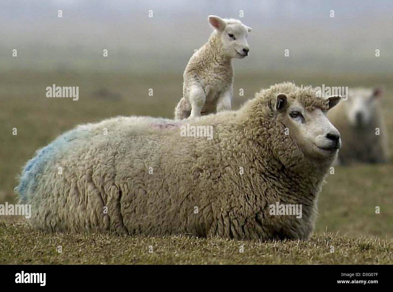 Nonchalant sheep hi-res stock photography and images - Alamy