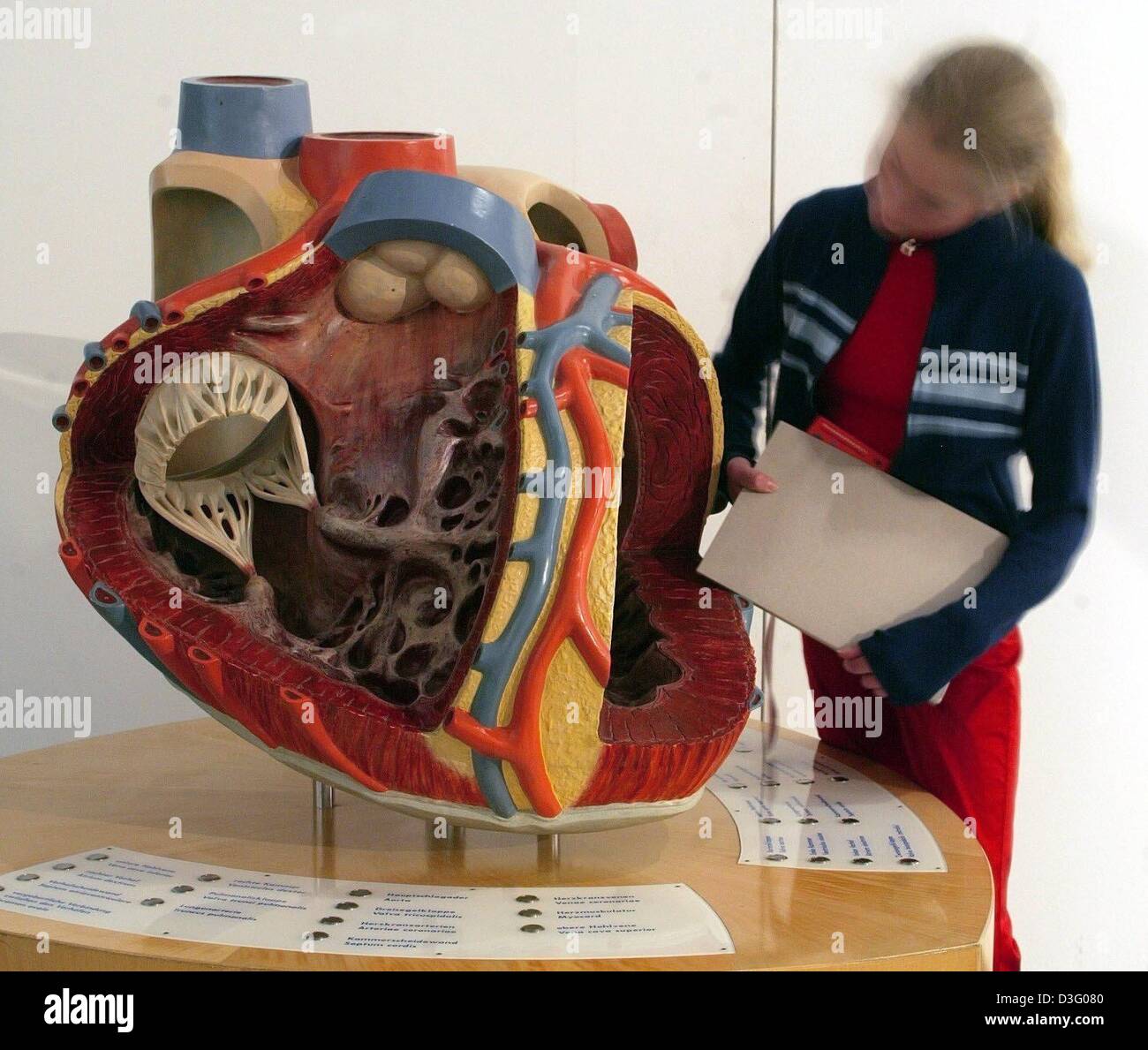 (dpa) - The young Susann learns how the human heart works at an exhibit ...