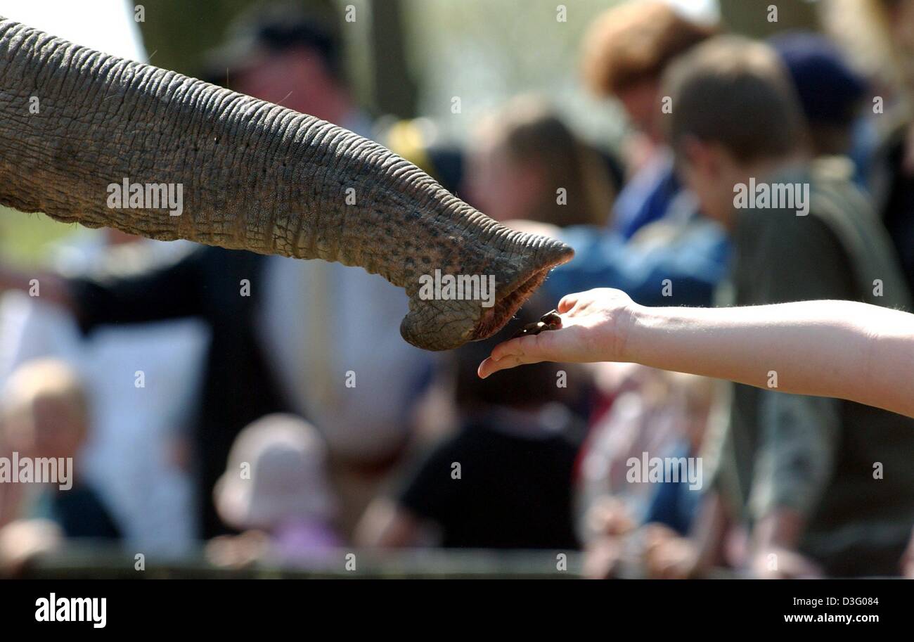(dpa) - With its trunk an elephant grabs food from the hand of a ...