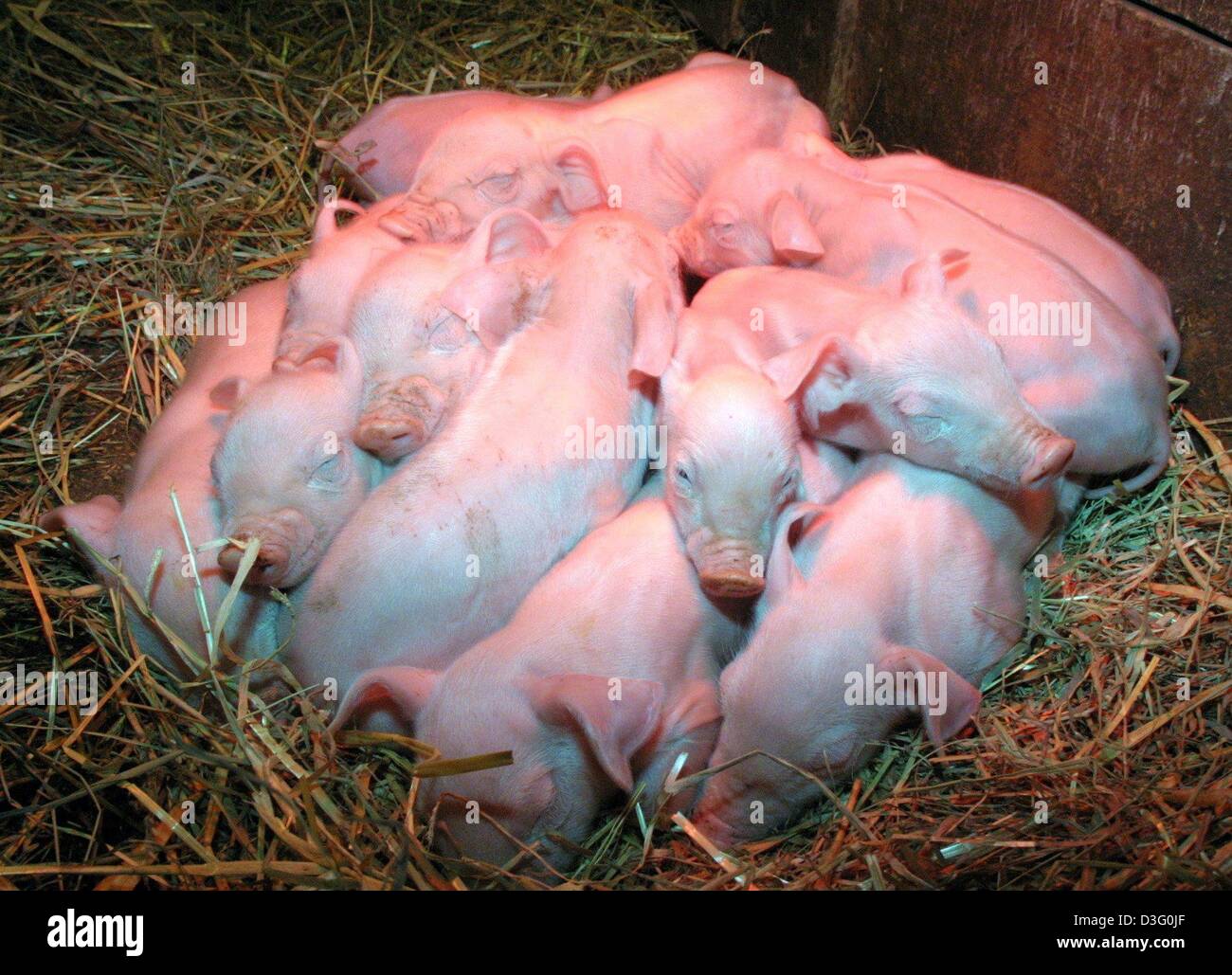 (dpa) - 14 piglets cuddle together at a farm in Tennenbronn in the ...
