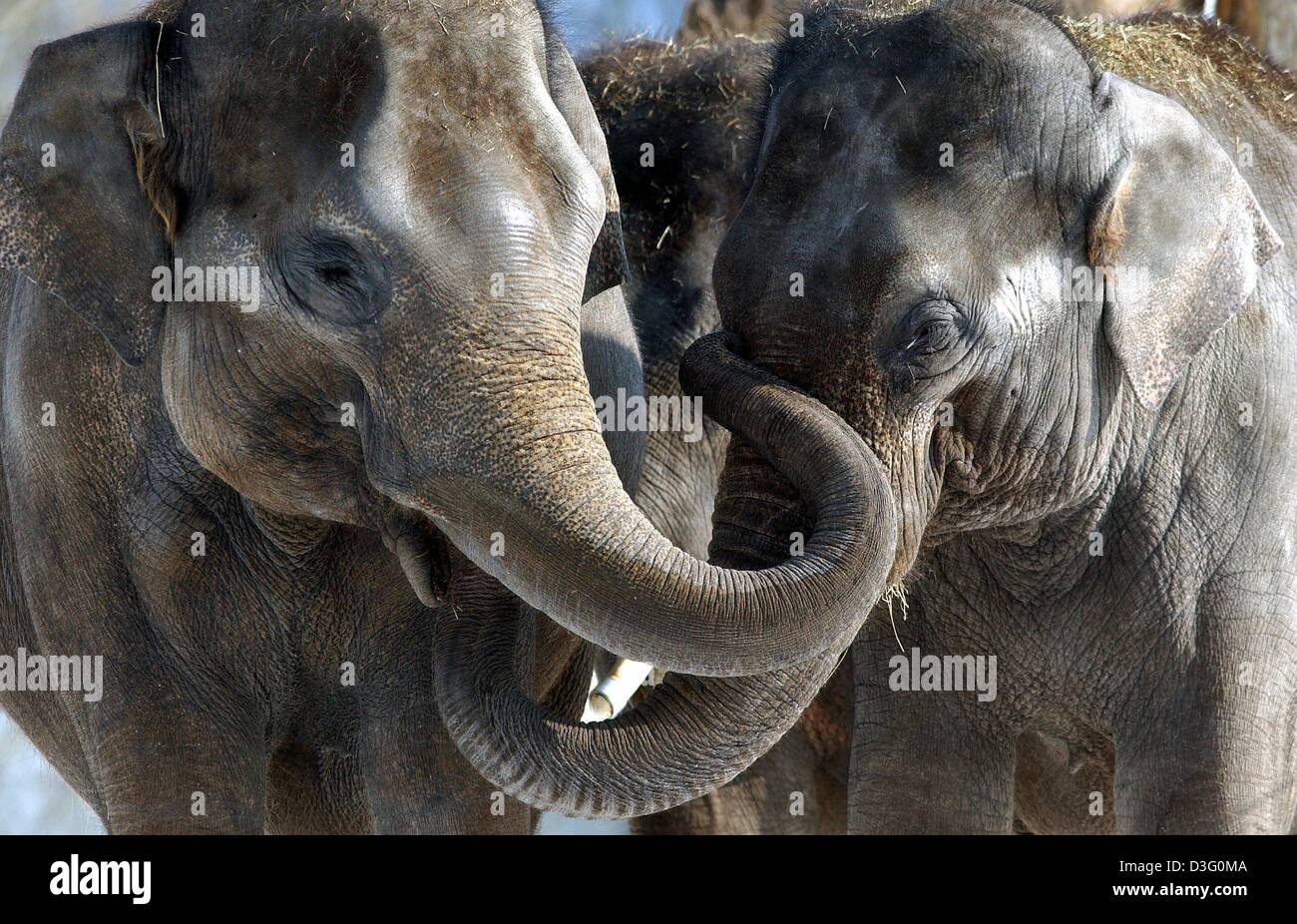 Human interest hum animals nature elephant elephants trunk trunks ...