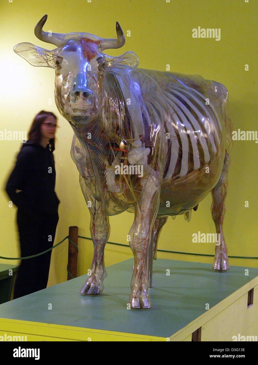 (dpa) - A museum visitor is fascinated by a 350-kilogram glass model ...