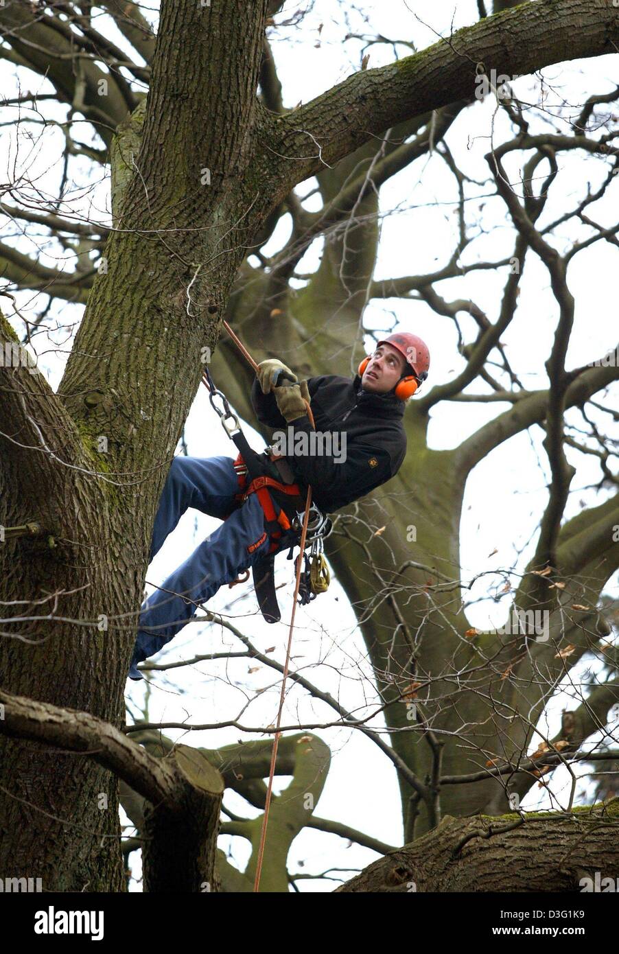 Trained arborists hi-res stock photography and images - Alamy