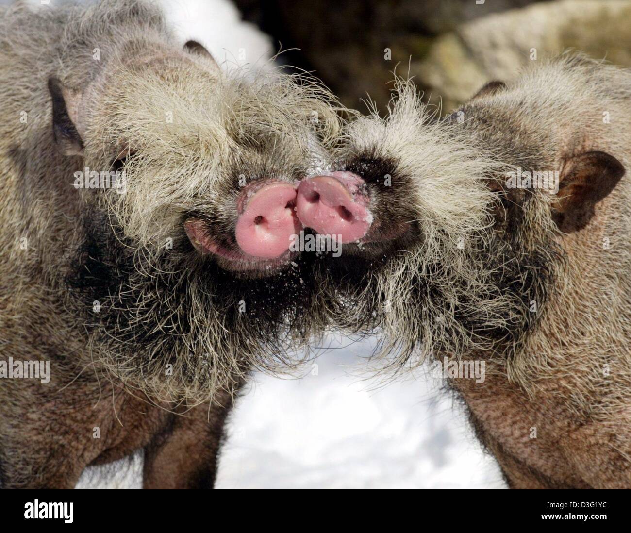 Bearded pig boar hi-res stock photography and images - Alamy