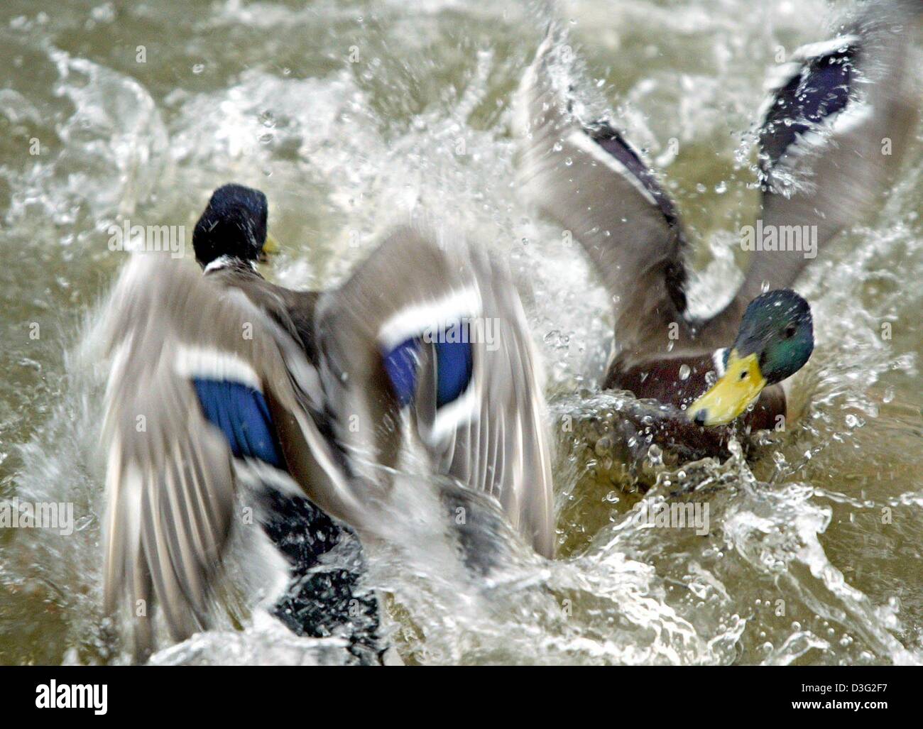 (dpa) - Two male mallard ducks fight on a lake wildly flapping their ...