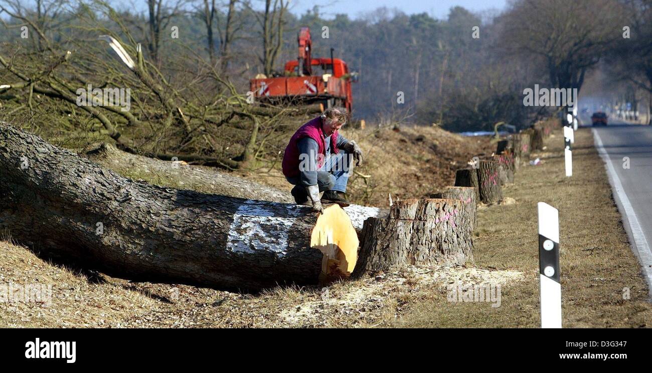 (dpa) - Sawed off maple trees which had formed a parkway lie in the ...