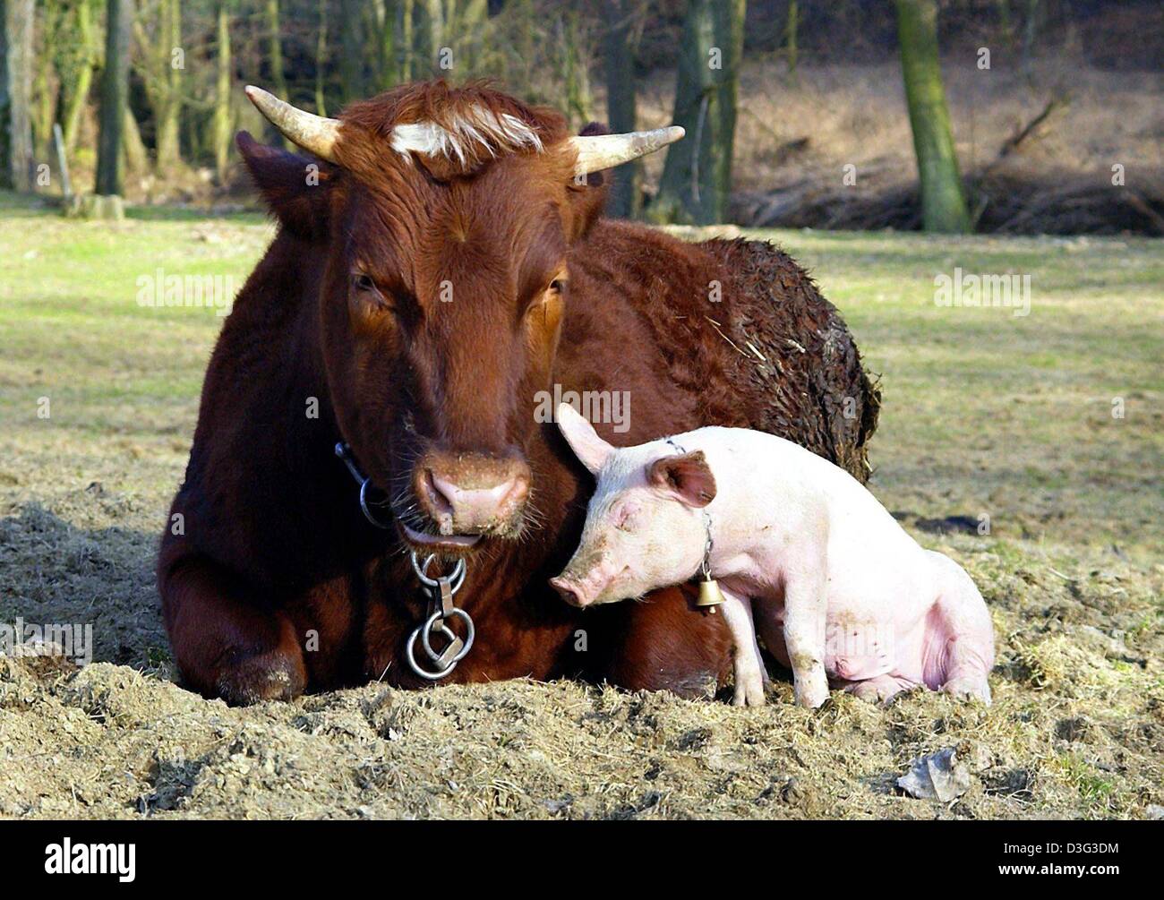 Human interest hum animals agriculture ox bullock pig piglet friends ...