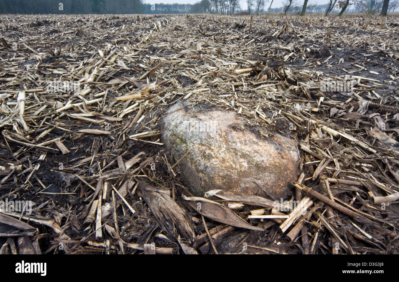 Big stray stone in maize field in winter Stock Photo - Alamy