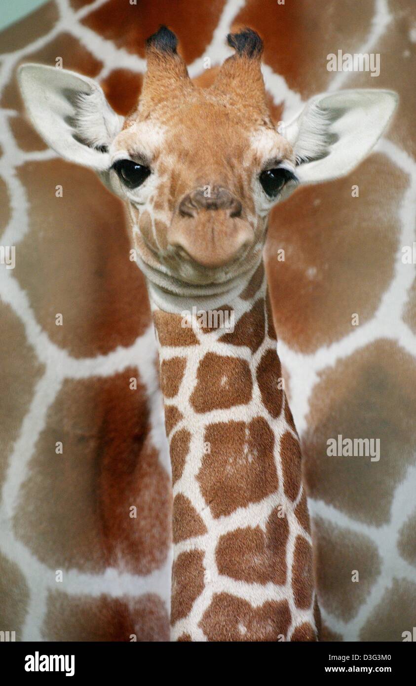 (dpa) - The baby giraffe Jitu looks a bit sceptically at the ...