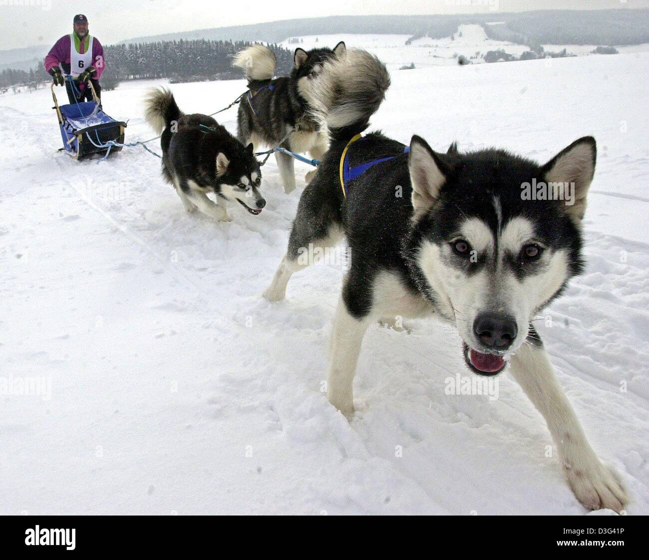 Sled dog racer hi-res stock photography and images - Alamy