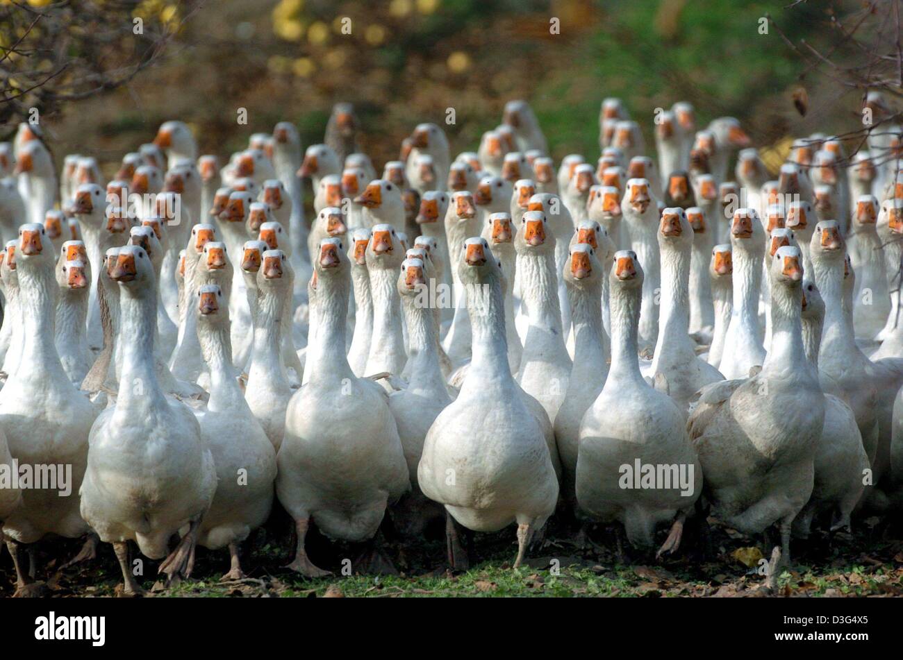 (dpa) - Still alive, full grown free-range geese are waddling across ...