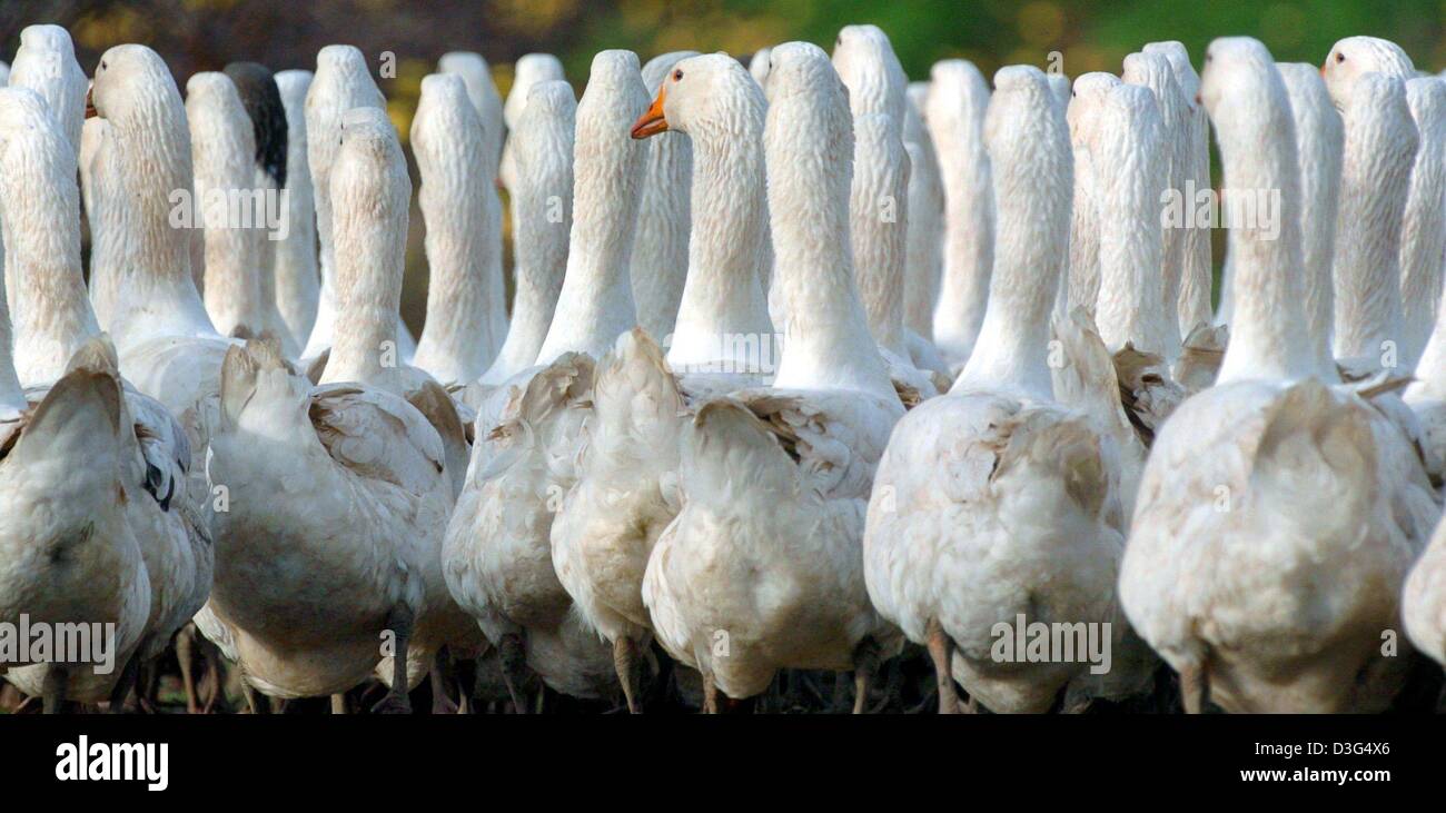 (dpa) - Still alive, full grown free-range geese are waddling across ...