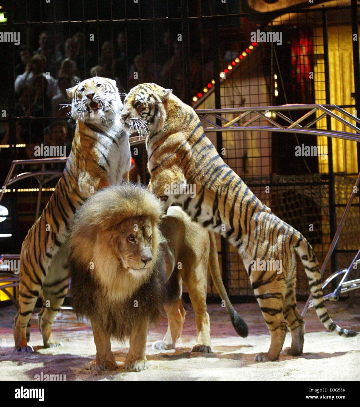 Circus Lions And Tigers