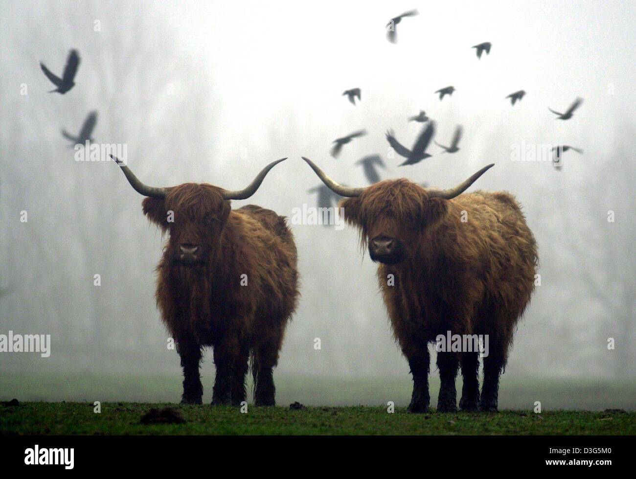 (dpa) - Two Scottish highland cows with shaggy long hair are standing ...