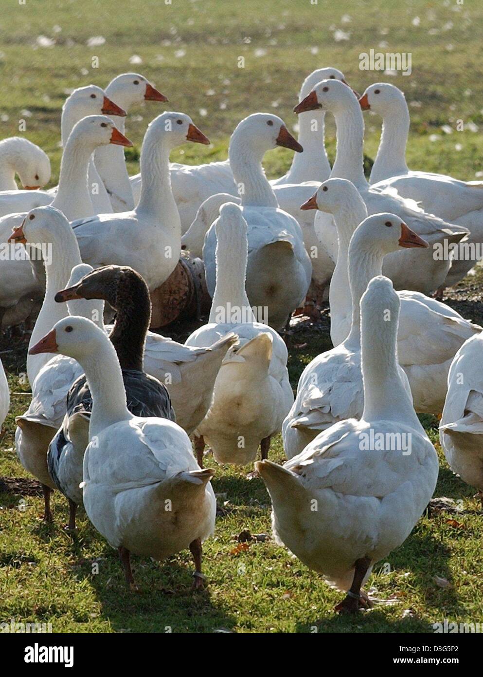 (dpa) - Still alive, free-range geese are waddling over a pasture at a ...
