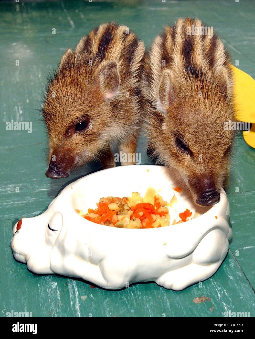 Human beeing hi-res stock photography and images - Alamy