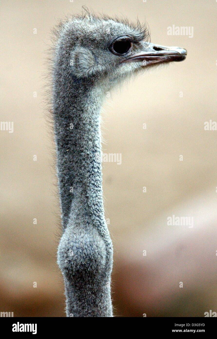 Ostrich eating stones hi-res stock photography and images - Alamy