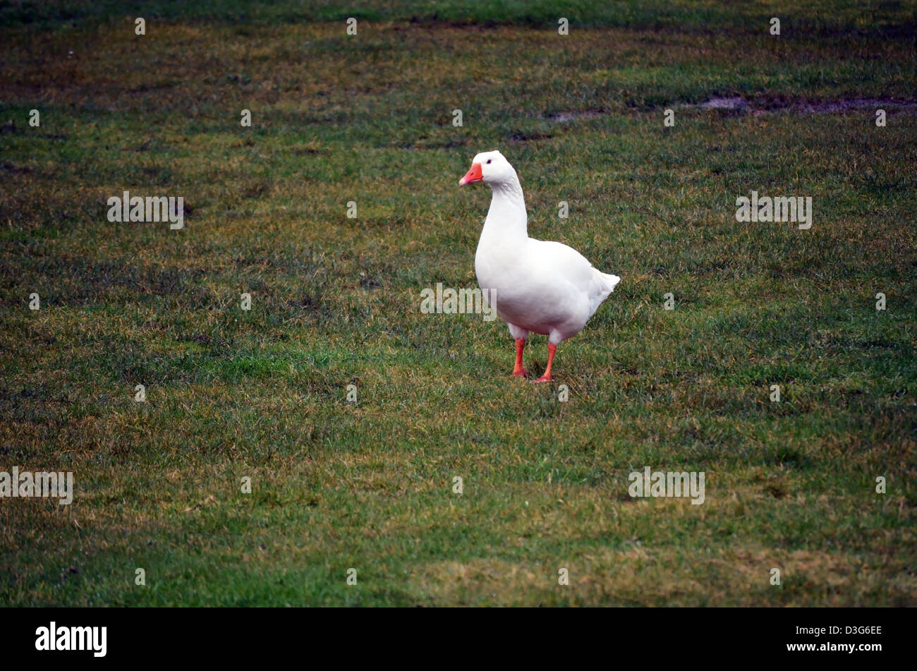 Wildfowl eggs hi-res stock photography and images - Alamy