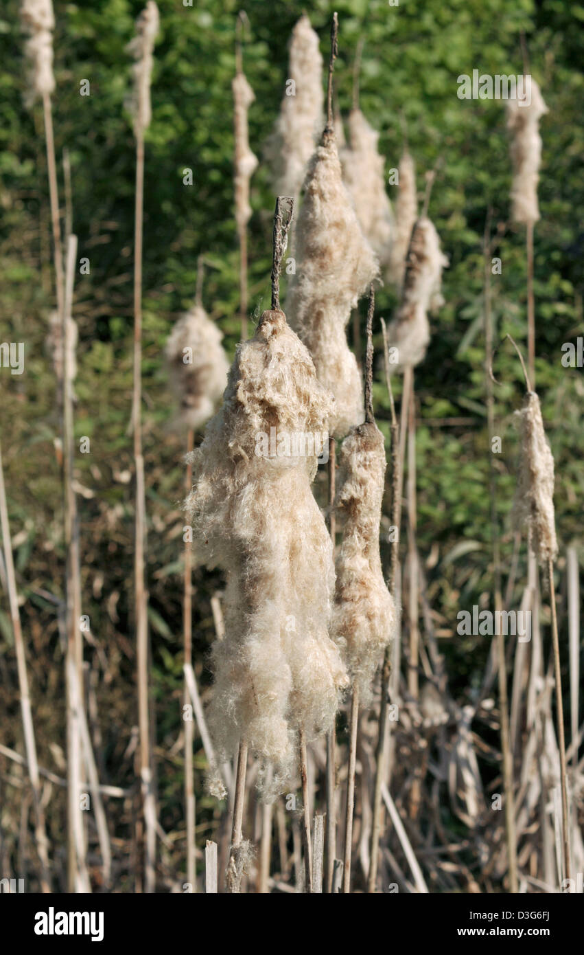 Cattails (Typha latifolia Stock Photo - Alamy