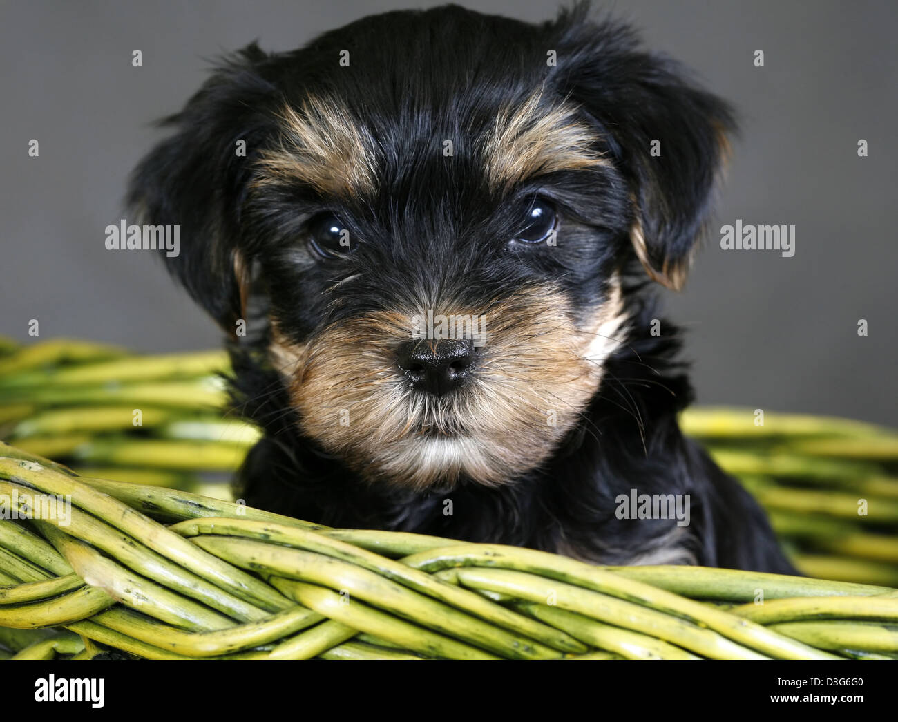 Yorkshire terrier puppies hi-res stock photography and images - Alamy