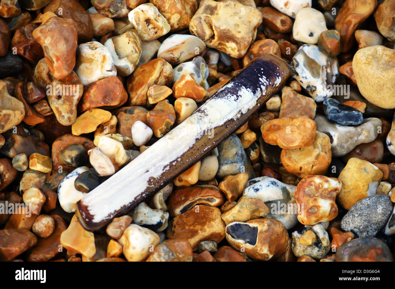 Razor fish hi-res stock photography and images - Alamy