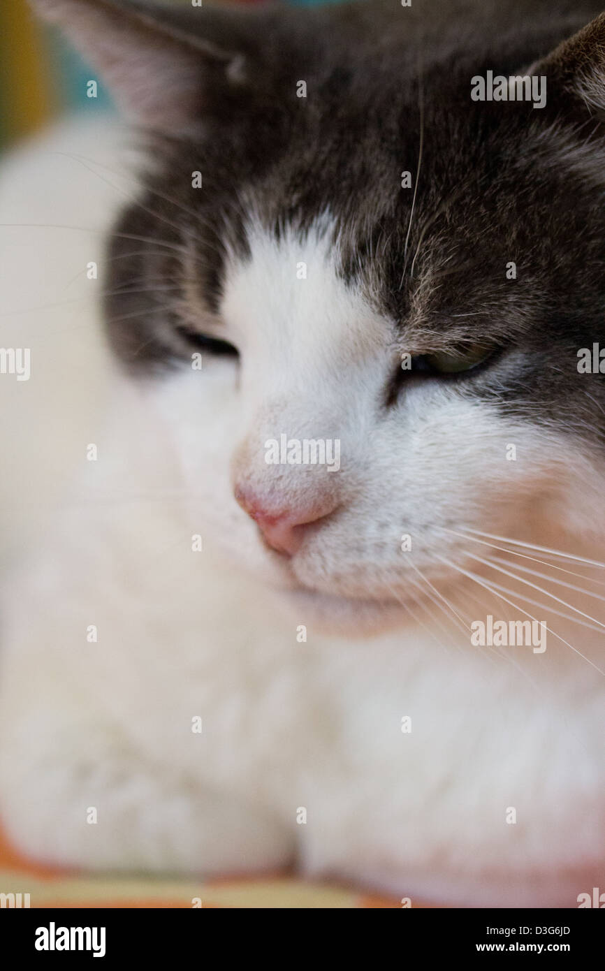 Close up of Buster the Cat Stock Photo - Alamy