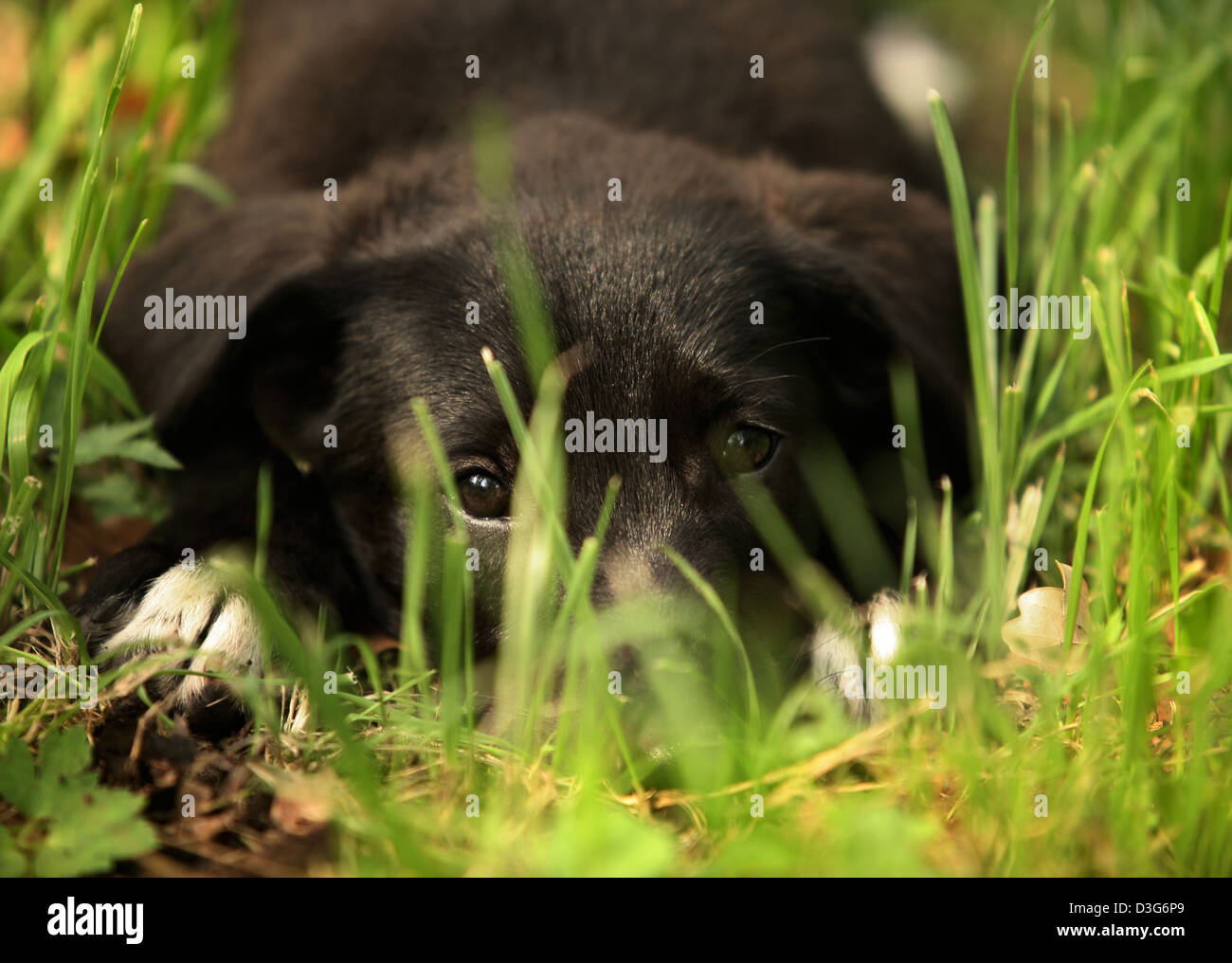 The sad small dog lays in a grass Stock Photo - Alamy