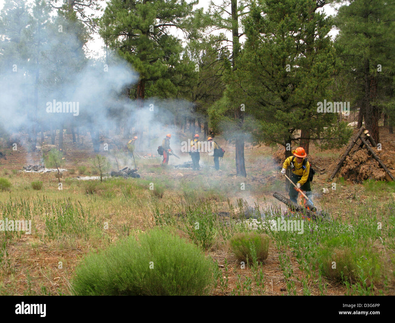 Hazardous fuels reduction is an ongoing project in Grand Canyon ...